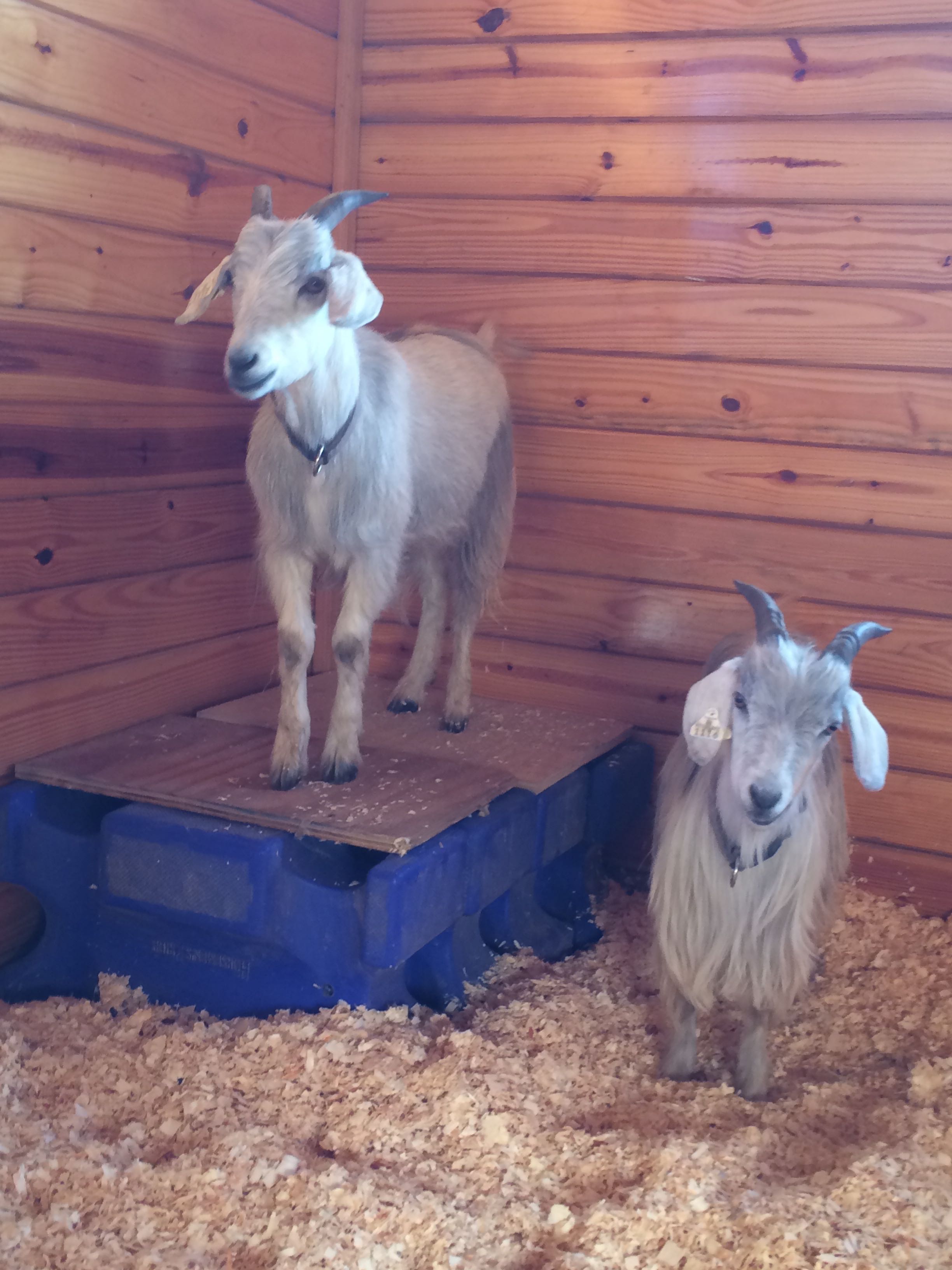 Goat Diaries: Clicker Training Begins – The Clicker Center Blog