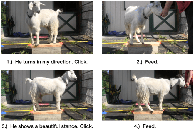 The Goat Diaries – Day 6: Staying Positive with Constructional Training ...