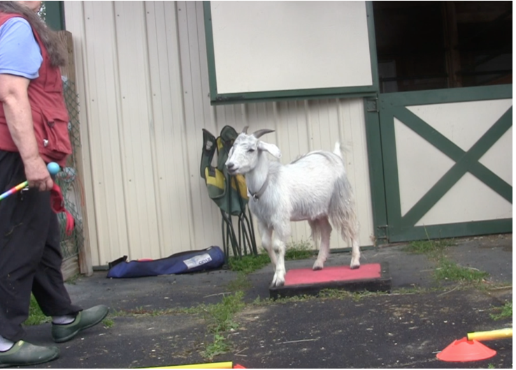 Goat Diaries: Day 5 – Excitement! – The Clicker Center Blog