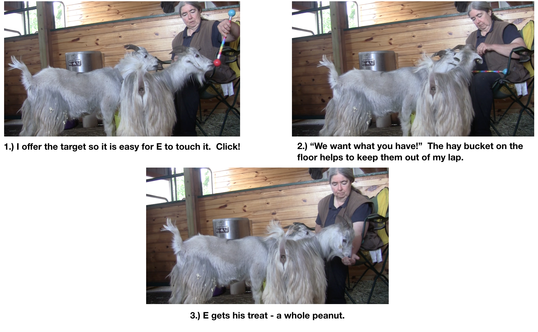 Goat Diaries: Day 1 Continued – Dress Rehearsals and Trial Runs – The ...