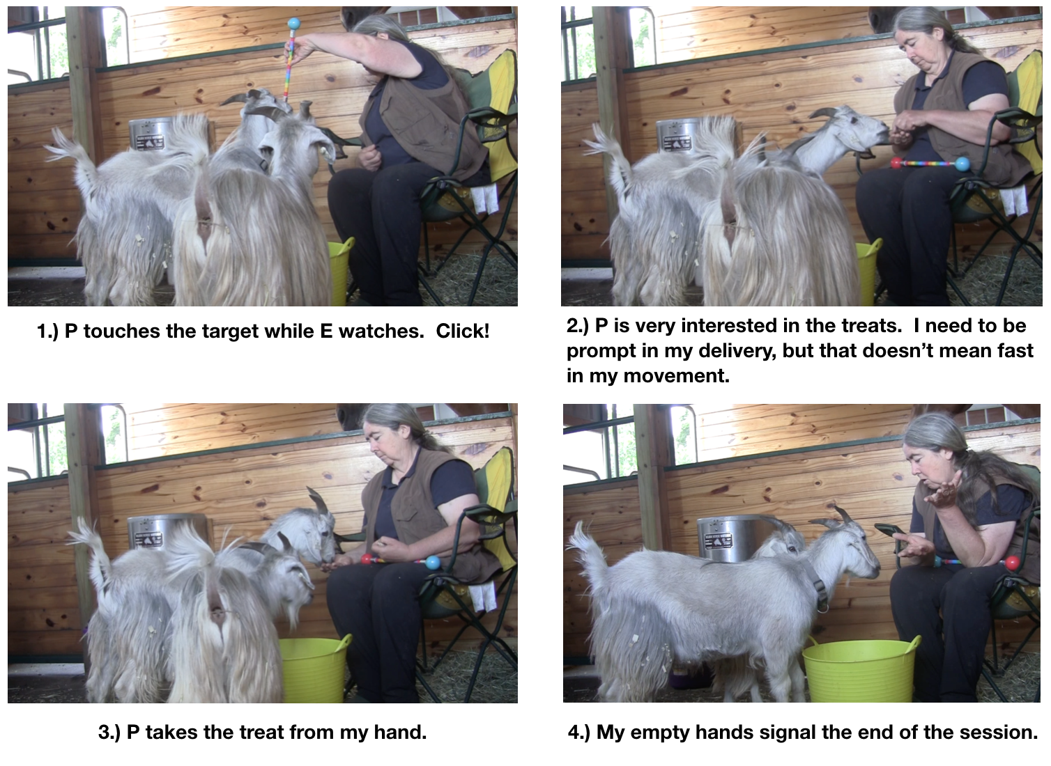 Goat Diaries: Day 1 Continued – Dress Rehearsals and Trial Runs – The ...