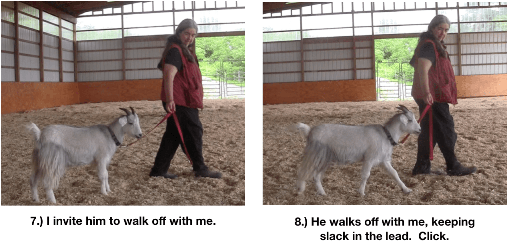 Goat Diaries Day 8 – The Clicker Center Blog